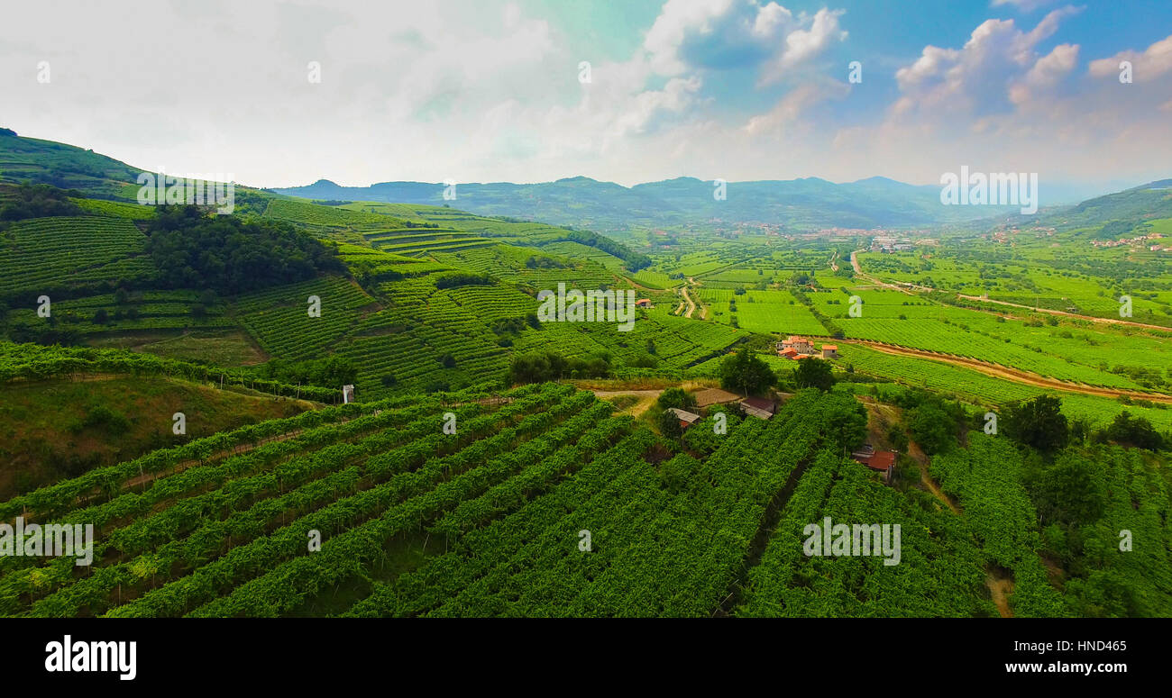 Aerial view of the vineyards on the Italian hills Stock Photo - Alamy