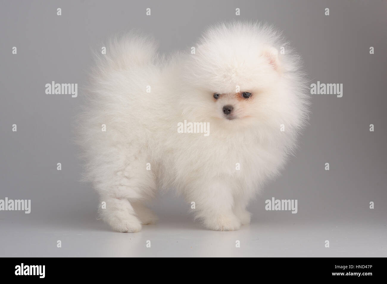 Shpitz hi-res stock photography and images - Alamy
