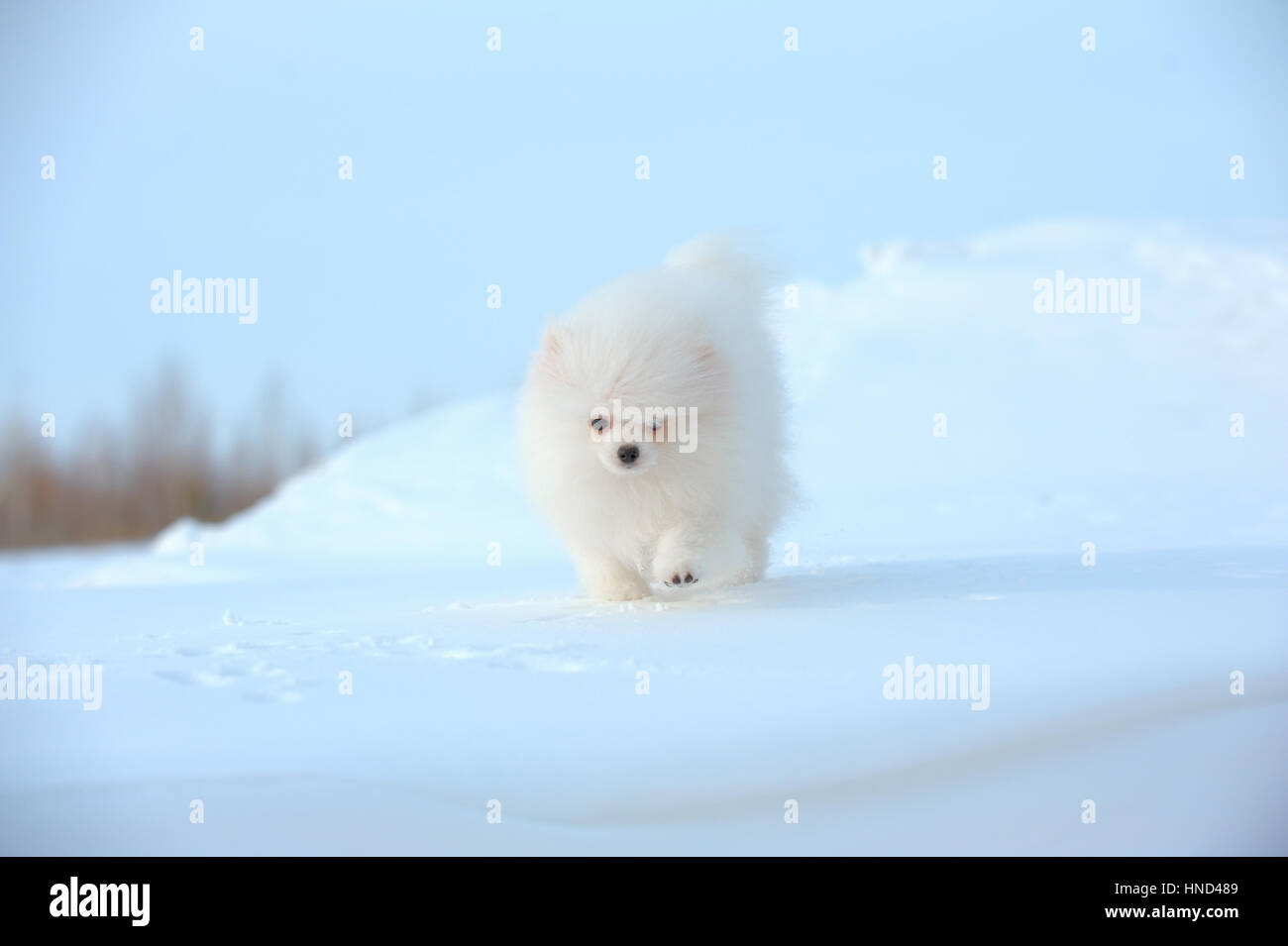 Shpitz High Resolution Stock Photography and Images - Alamy