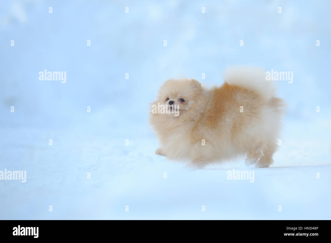 Shpitz High Resolution Stock Photography and Images - Alamy