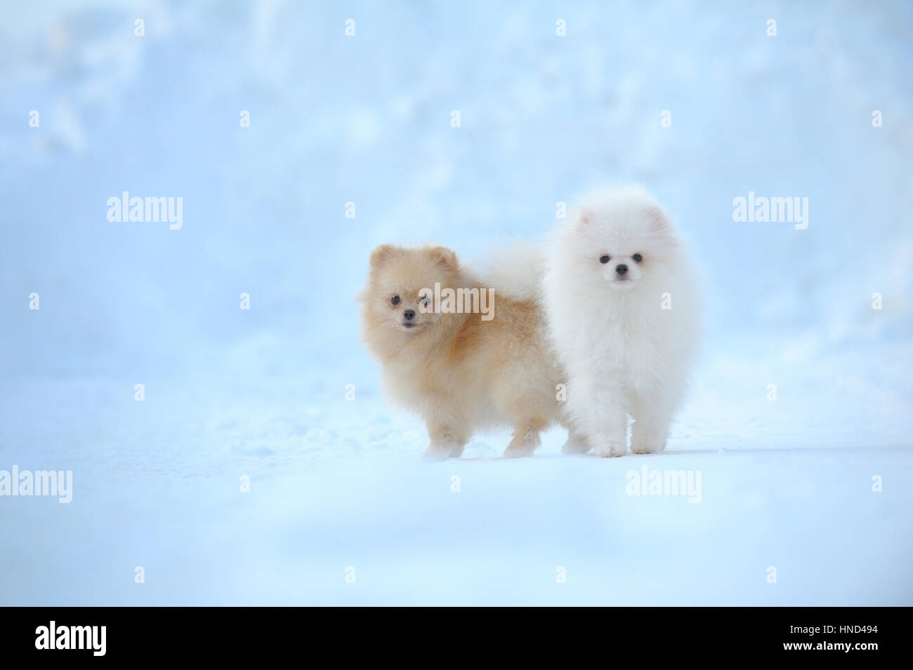 Pair of pomeranian shpitz on snow Stock Photo - Alamy