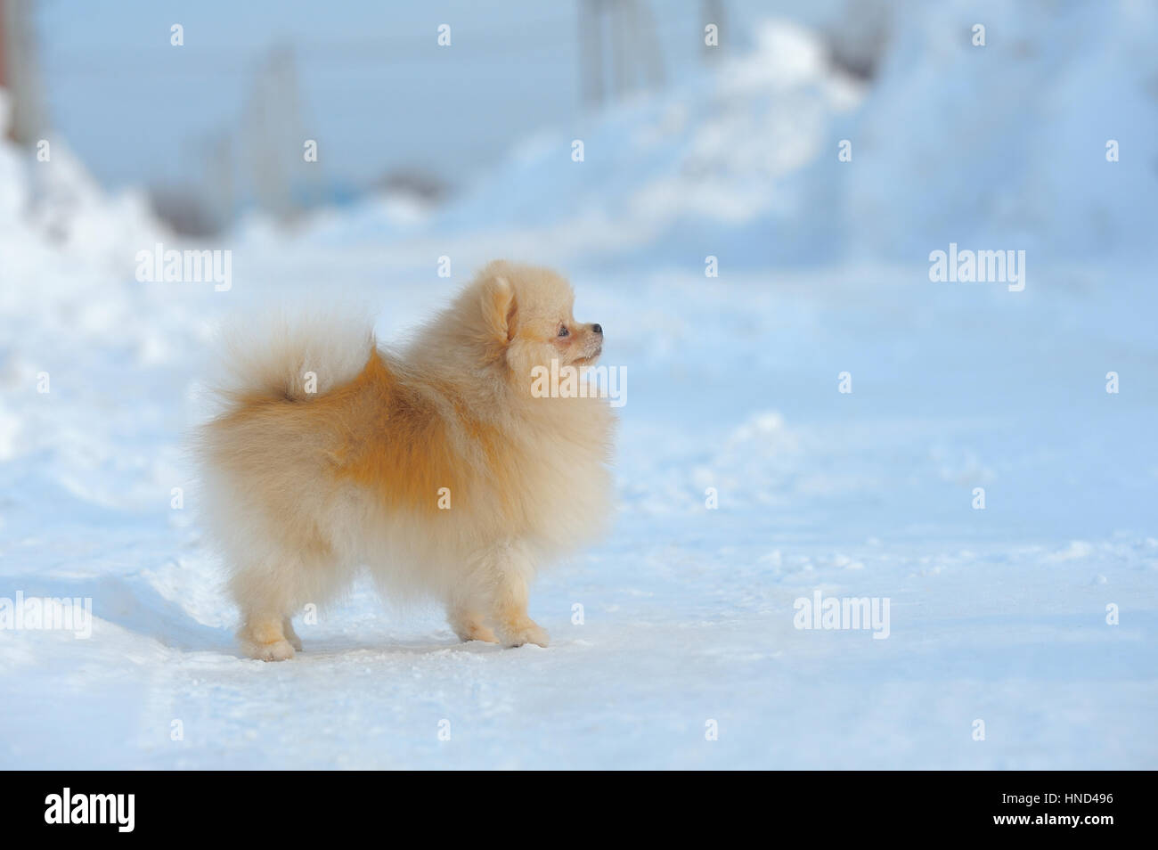 Shpitz hi-res stock photography and images - Alamy