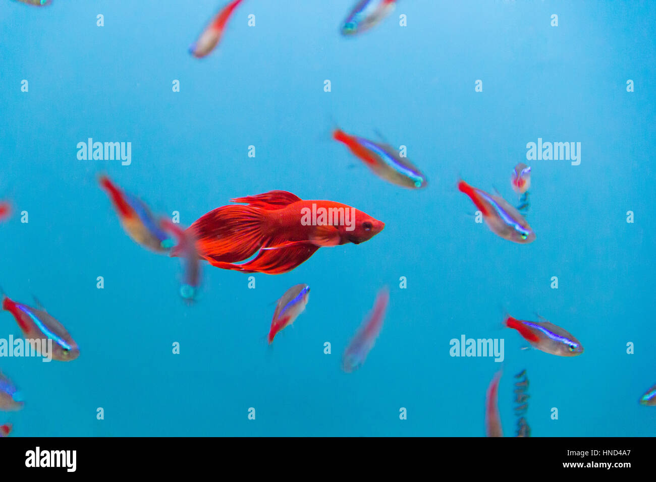 Photo of cockerel fish in blue water Stock Photo - Alamy