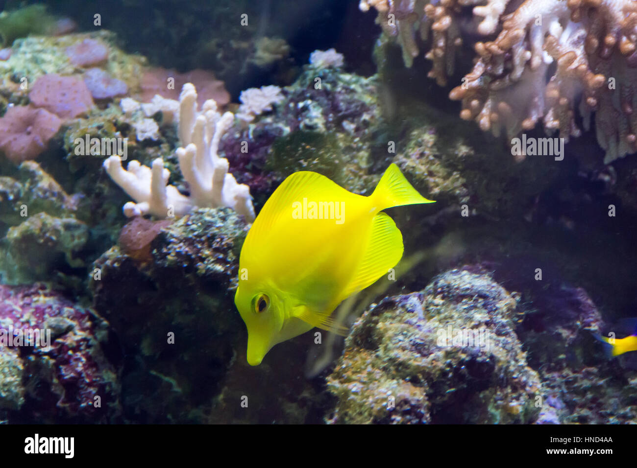 Photo of zebrasoma yellow tang fish in aquarium Stock Photo - Alamy