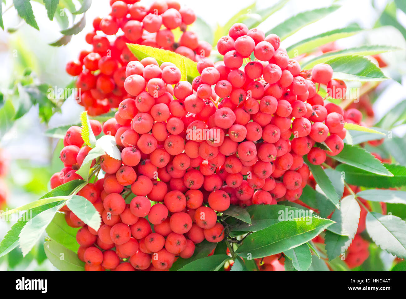 Photo of the red ripe rowanberry branch Stock Photo - Alamy