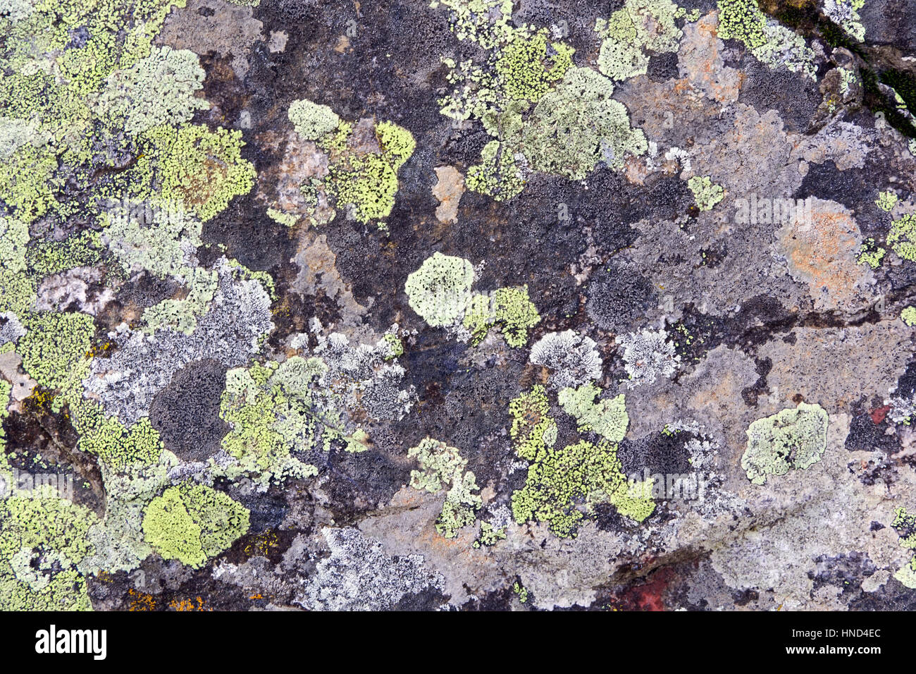Photo of background colorful roughness gritty texture Stock Photo - Alamy