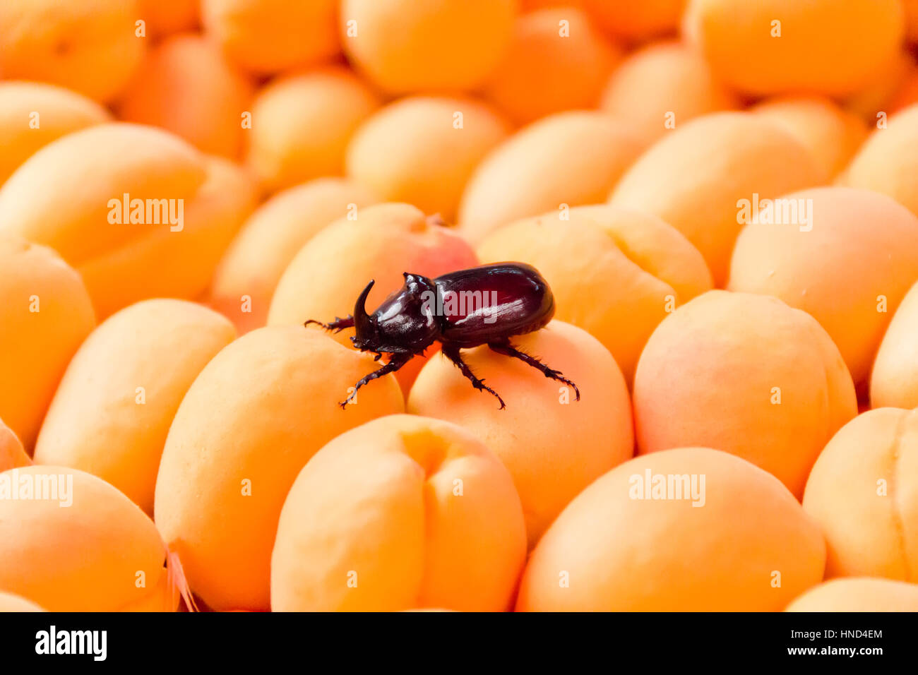 Photo of background yellow ripe apricots with bug Stock Photo - Alamy