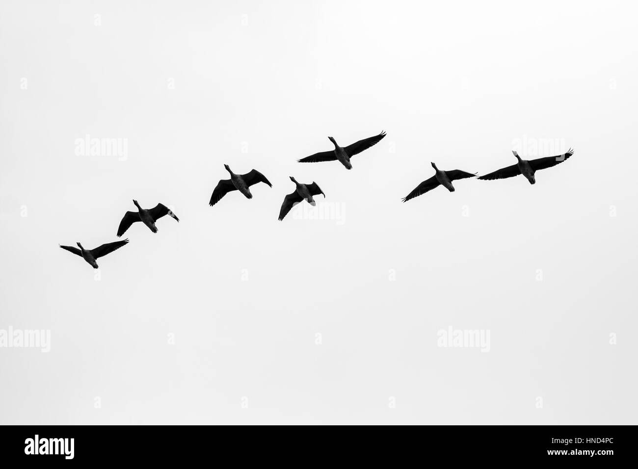 Aerial view of flying ducks Stock Photo - Alamy