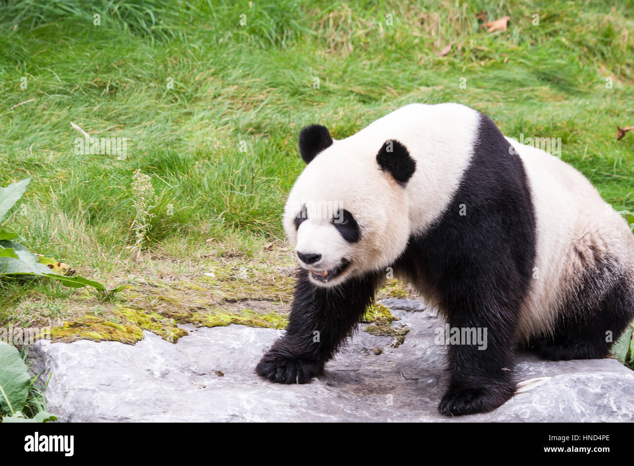 panda in the wild endangered species Stock Photo - Alamy