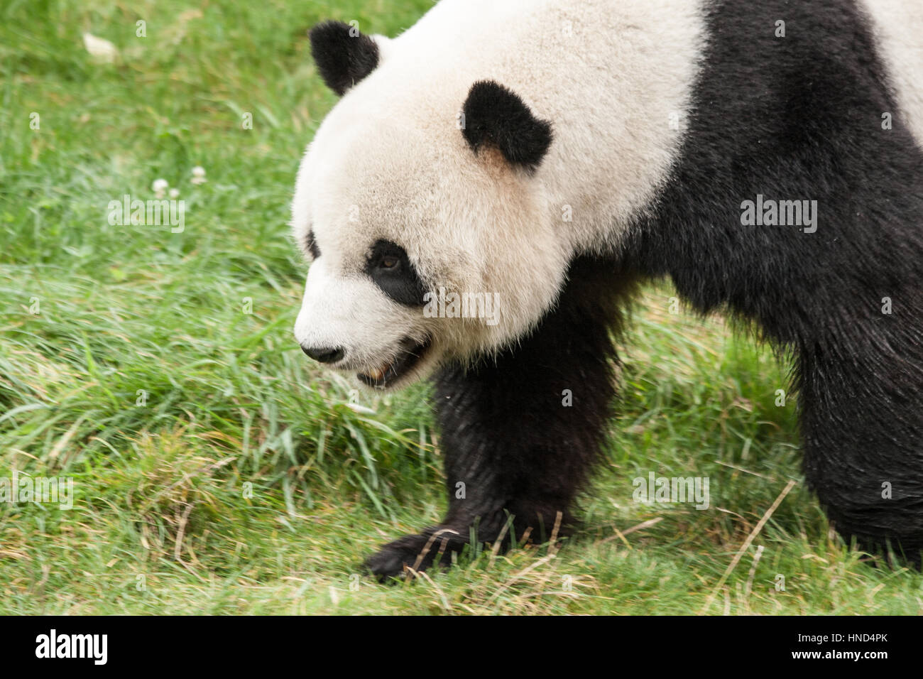 panda in the wild endangered species Stock Photo - Alamy