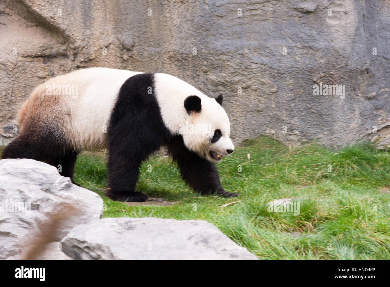 panda in the wild endangered species Stock Photo - Alamy
