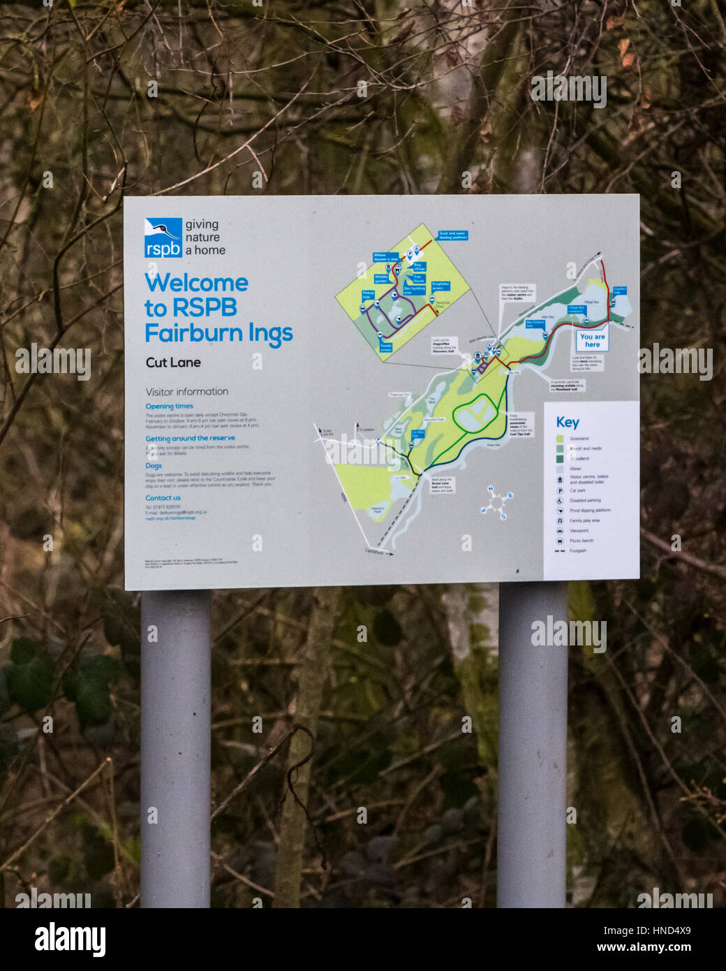 Fairburn Ings Birds High Resolution Stock Photography and Images - Alamy