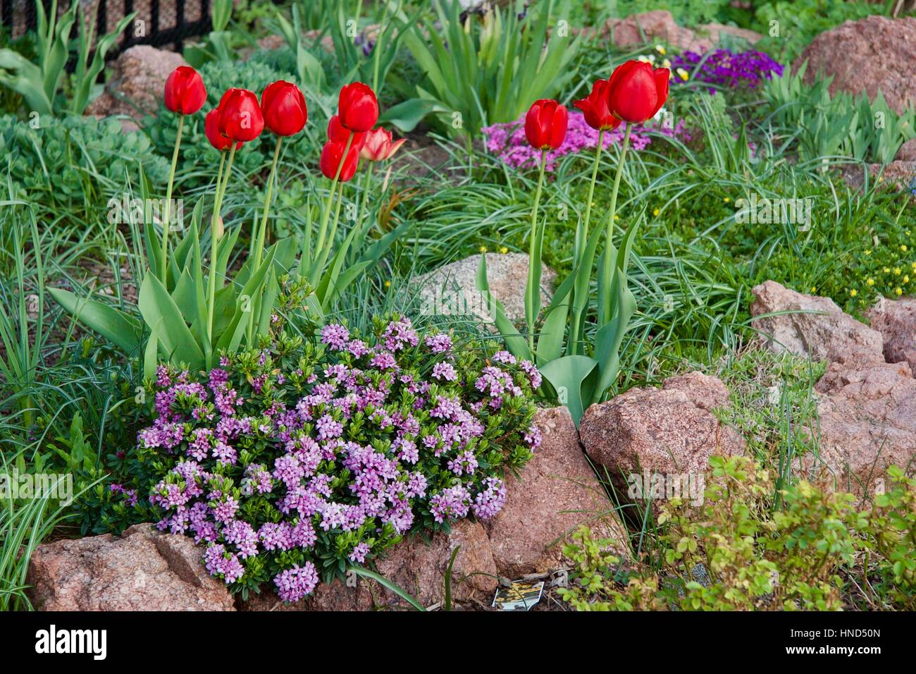 Mid spring flowers in a Colorado garden Stock Photo - Alamy