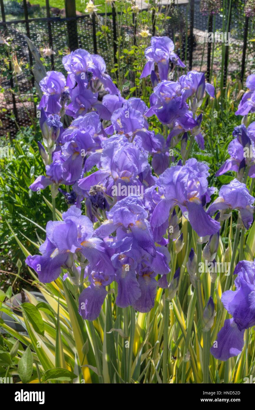 Zebra iris hi-res stock photography and images - Alamy