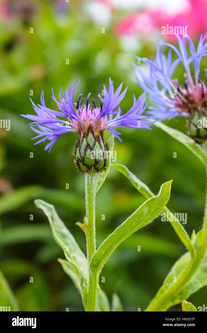 Centuarea cyanus hi-res stock photography and images - Alamy