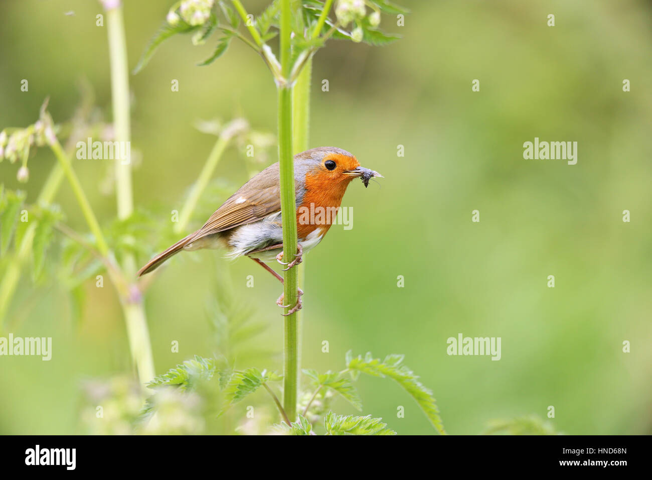 Robin hunting birds hi-res stock photography and images - Alamy