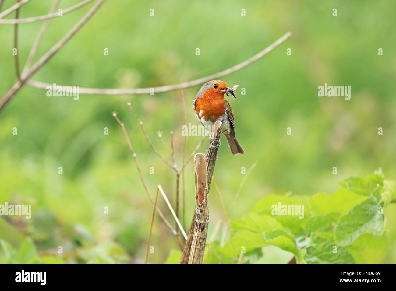 Robin with bug hi-res stock photography and images - Alamy