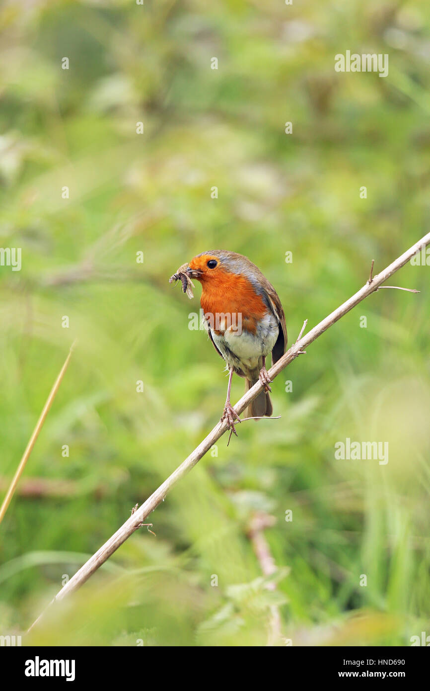 Robin hunting birds hi-res stock photography and images - Alamy