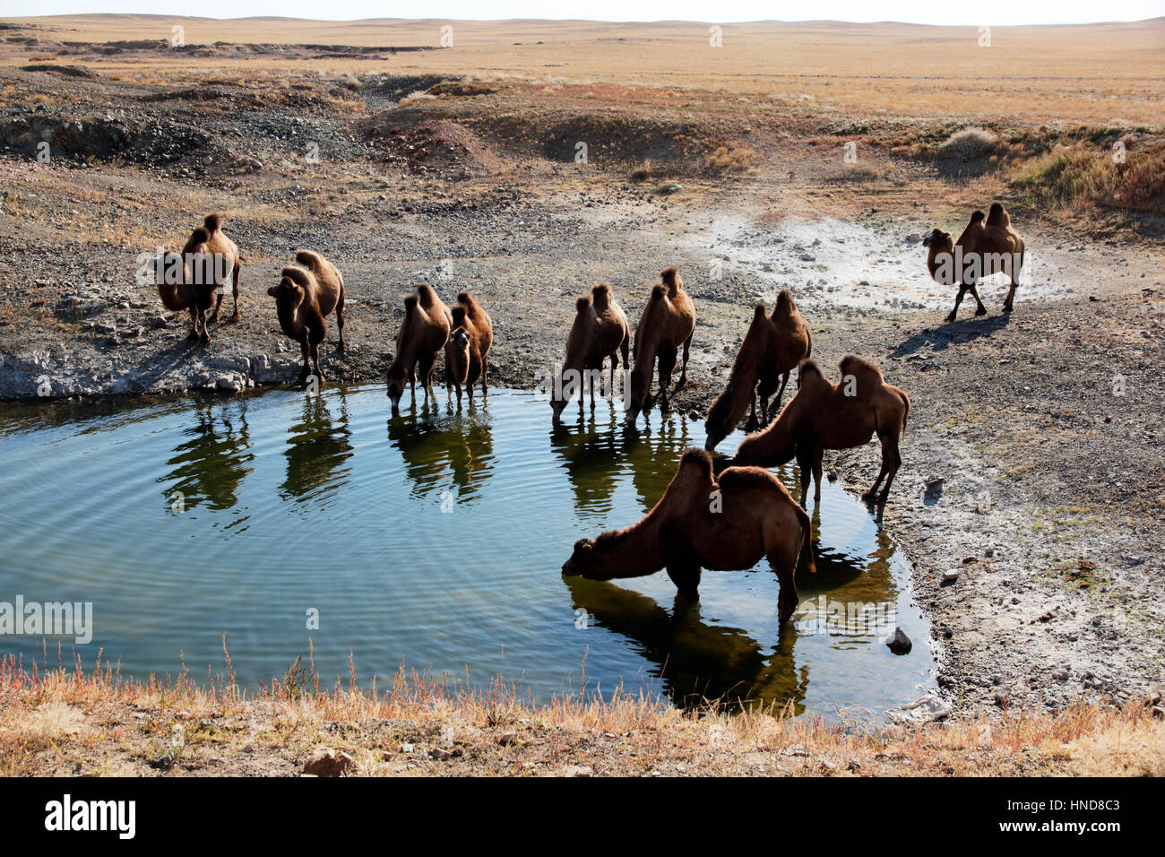 Taklamakan desert camels hi-res stock photography and images - Alamy