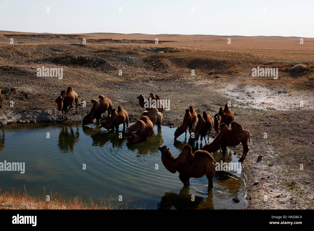Taklamakan desert camels hi-res stock photography and images - Alamy
