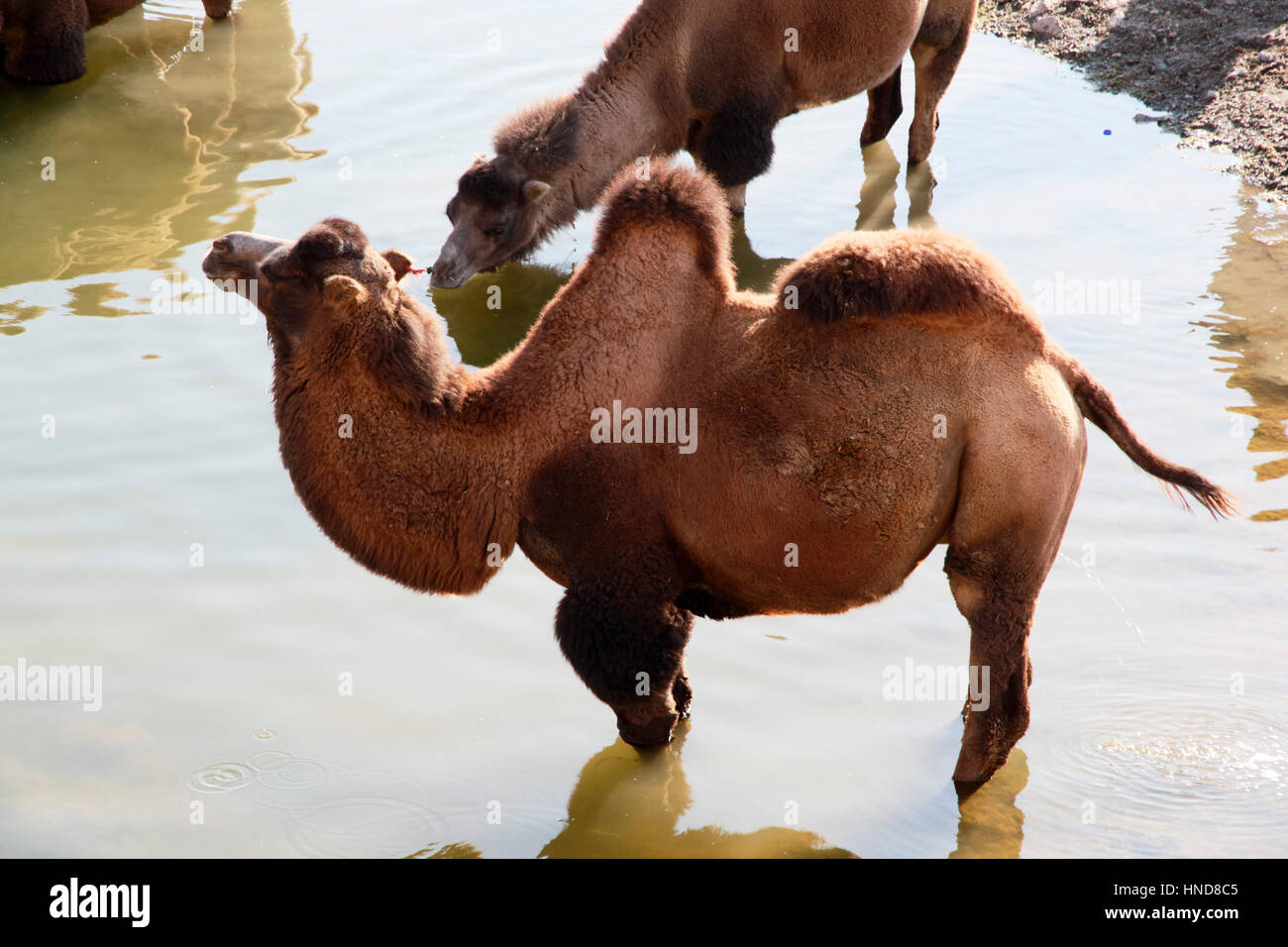 Taklamakan desert camels hi-res stock photography and images - Alamy