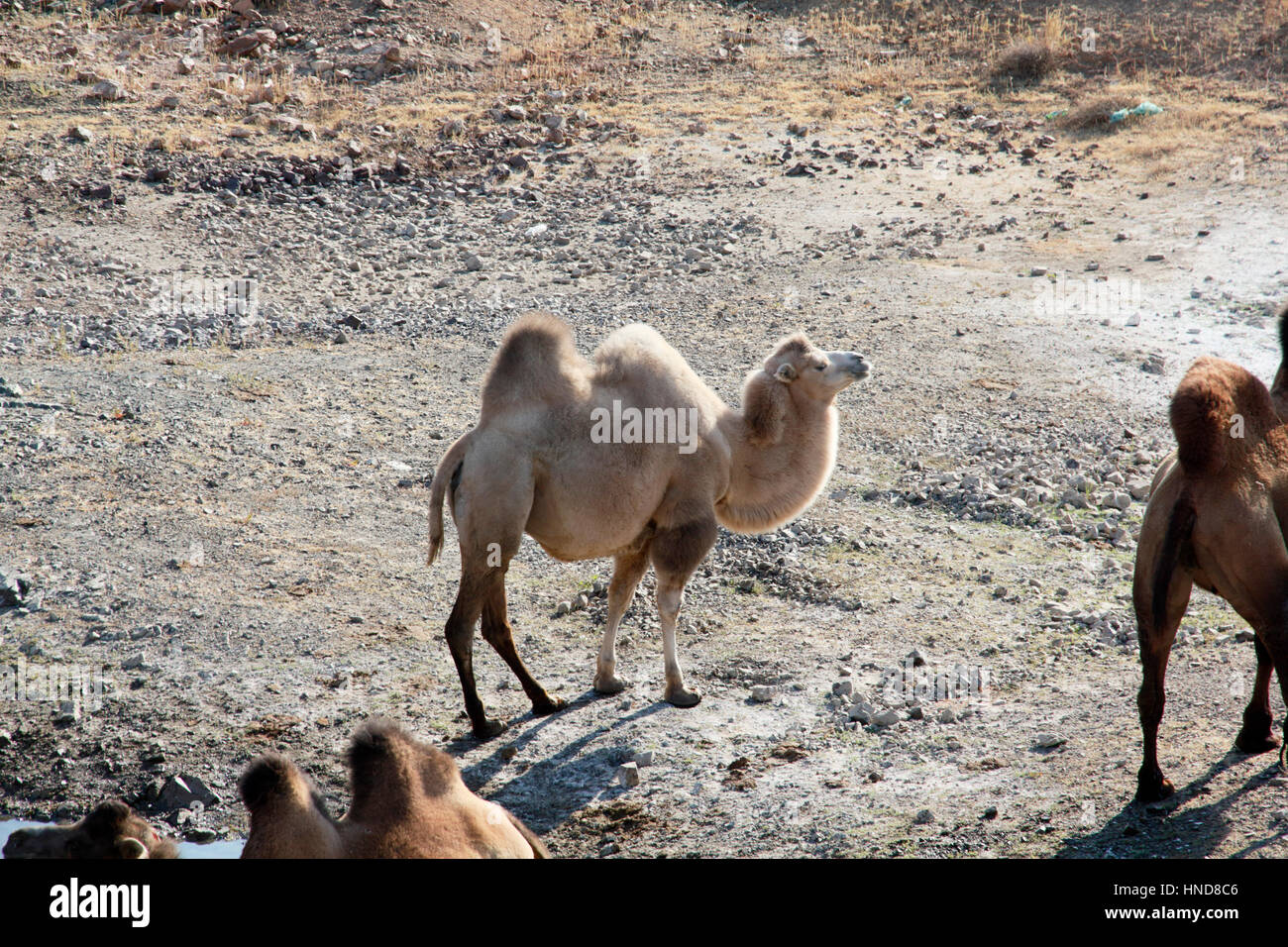 Taklamakan Desert Camels High Resolution Stock Photography and Images - Alamy