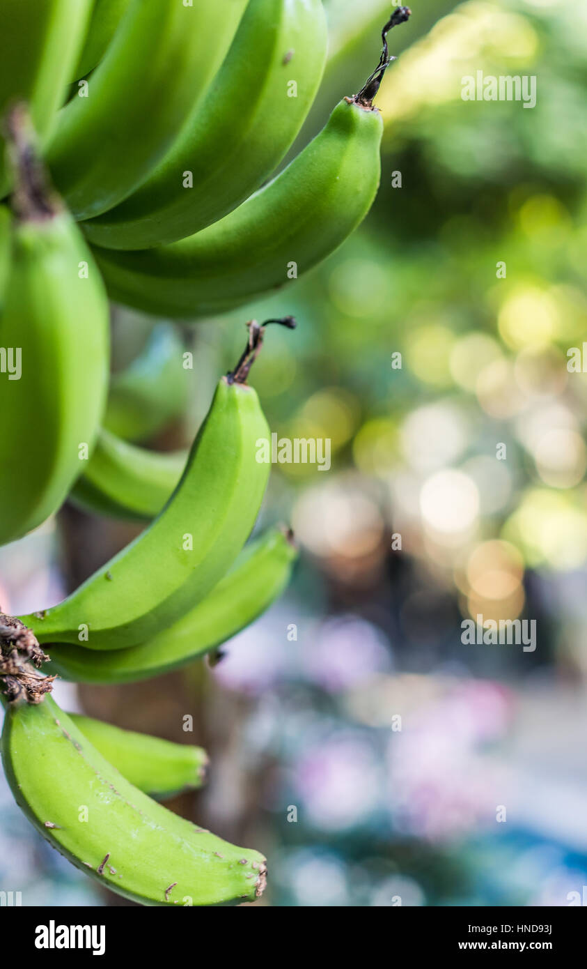 Fresh bananas growing on tree hi-res stock photography and images - Alamy