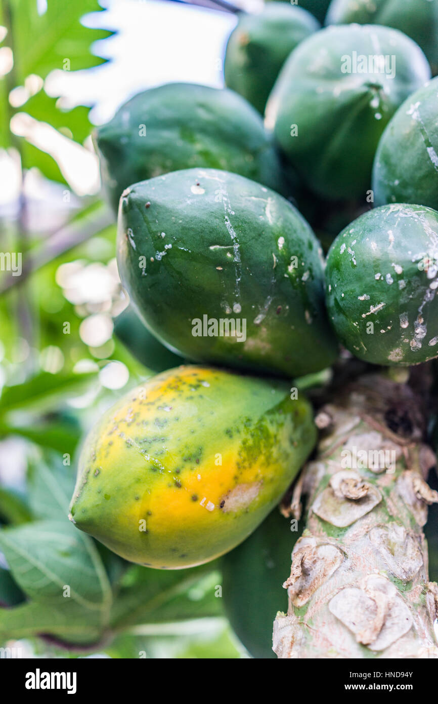 Growing papayas hi-res stock photography and images - Alamy