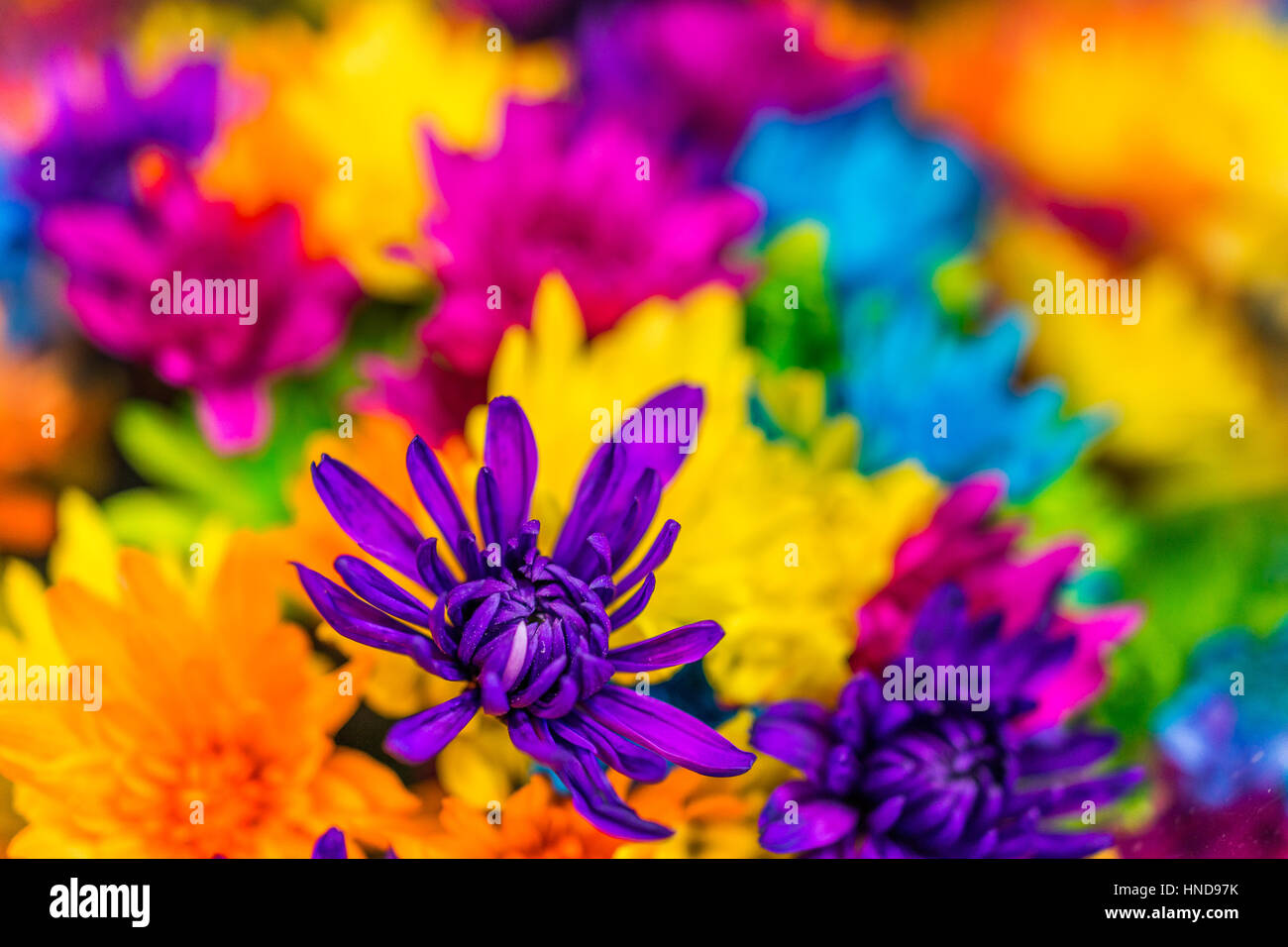 Multi colored dyed daisies in bouquets Stock Photo - Alamy