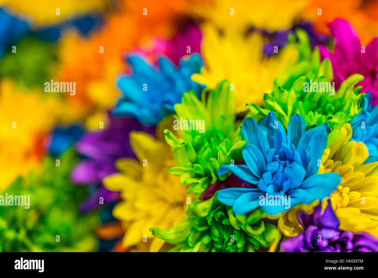 Multi colored dyed daisies in bouquets Stock Photo - Alamy