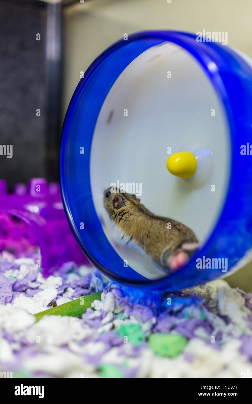 Hamster running on wheel with motion Stock Photo - Alamy