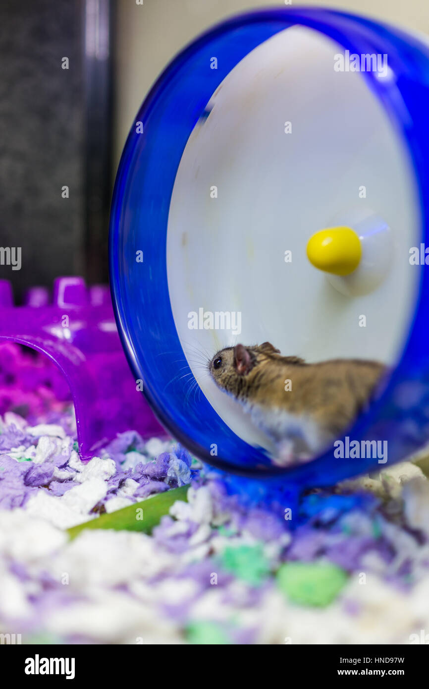 Hamster wheel cage hi-res stock photography and images - Alamy