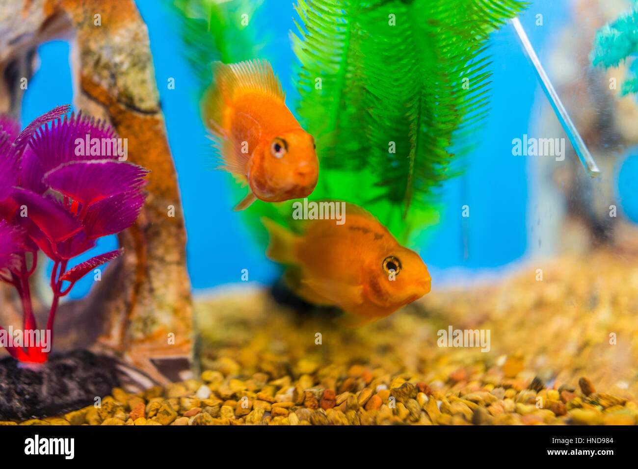 Two goldfish hi-res stock photography and images - Alamy
