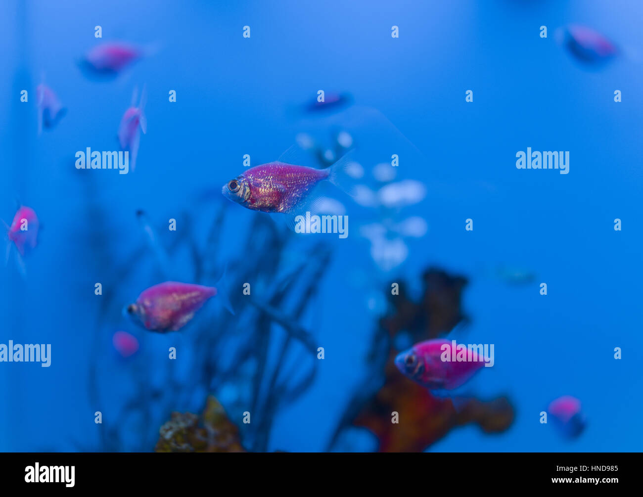 Small purple fish swimming in blue aquarium Stock Photo - Alamy