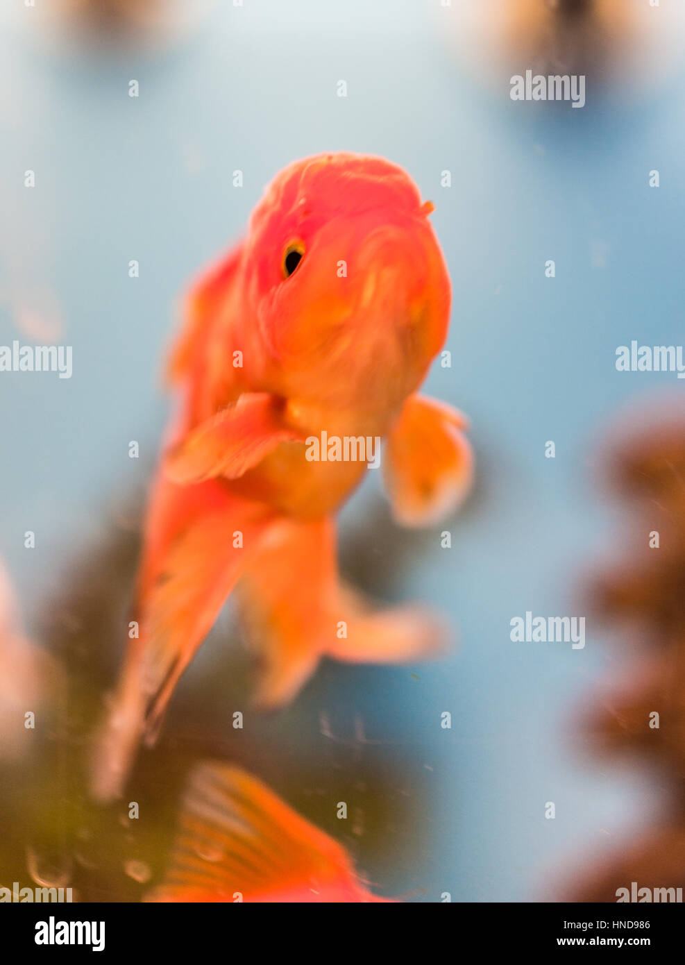 One goldfish swimming in aquarium looking funny Stock Photo - Alamy