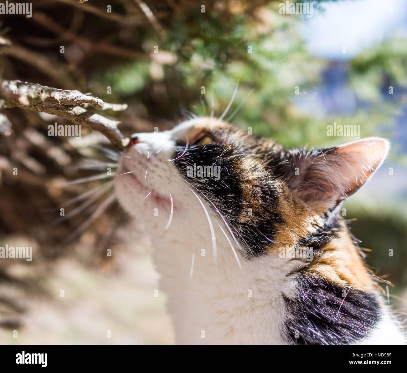 Closeup of cat face sniffing branch Stock Photo - Alamy