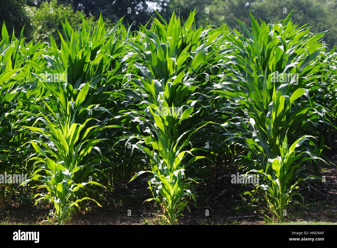 young corn crop Stock Photo - Alamy