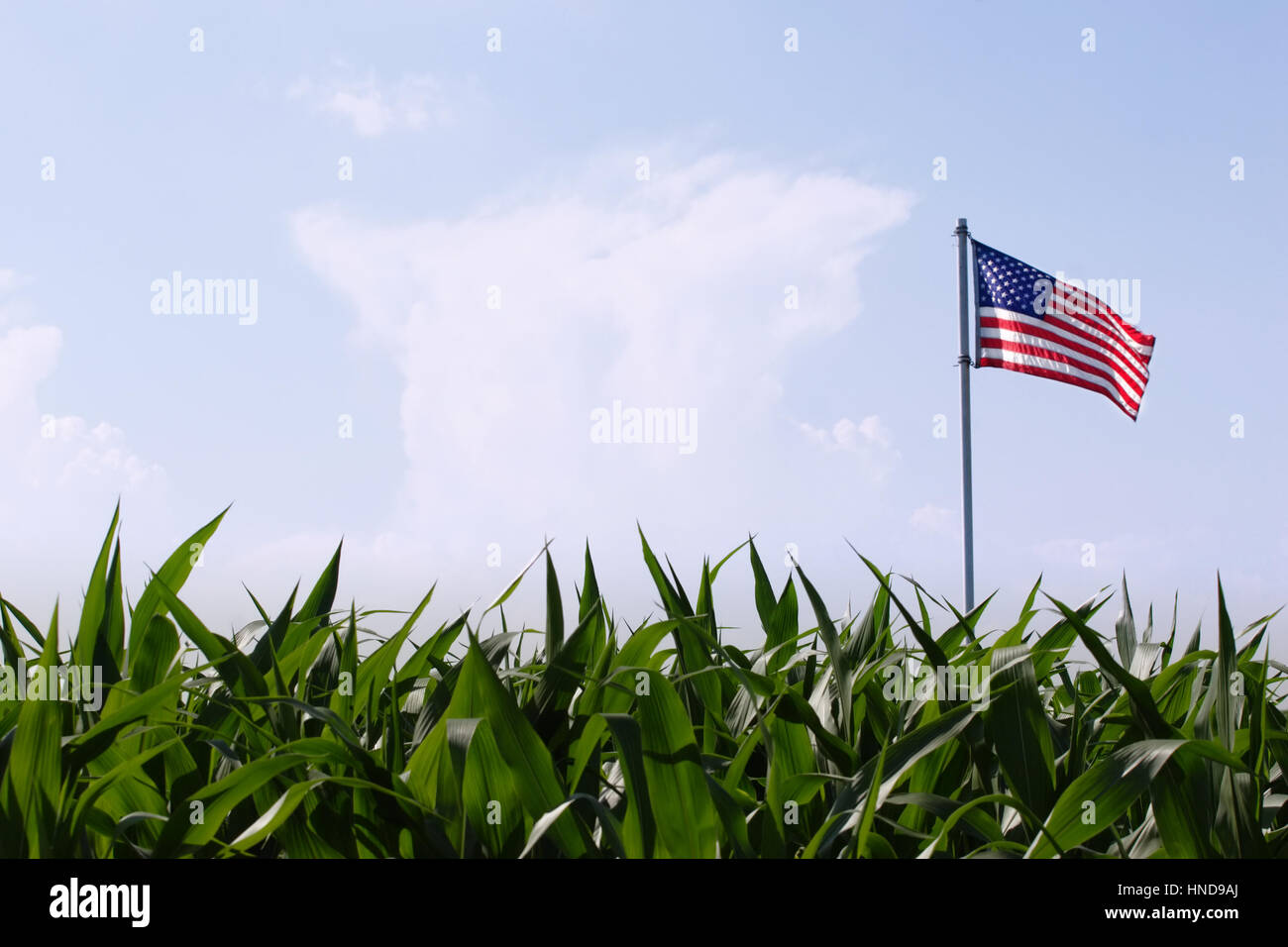 Flag over corn field Stock Photo - Alamy