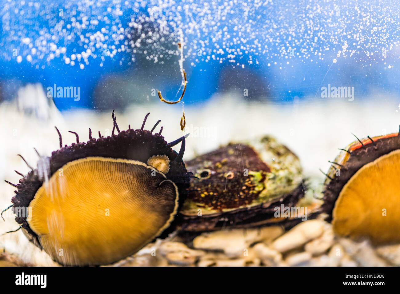Abalone shellfish hi-res stock photography and images - Alamy