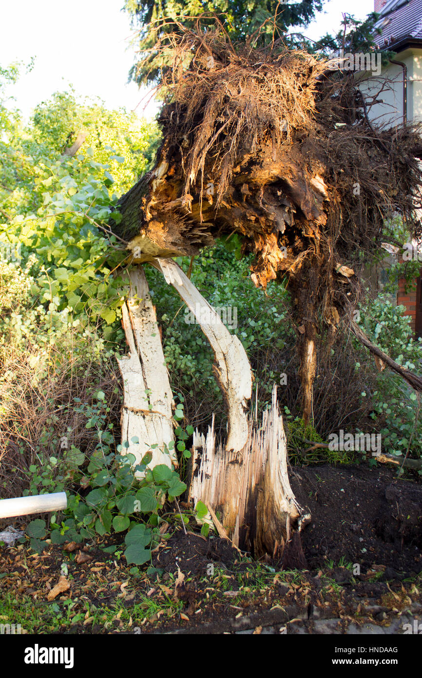 Uprooted tree after storm hi-res stock photography and images - Alamy