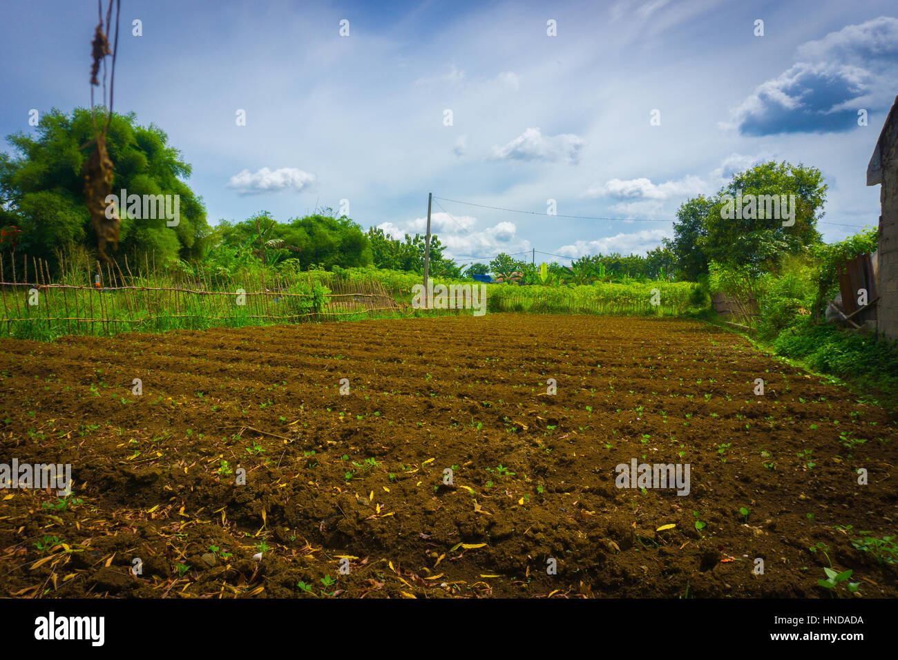 Farm field already fertilized and ready to cultivate with bushes around ...