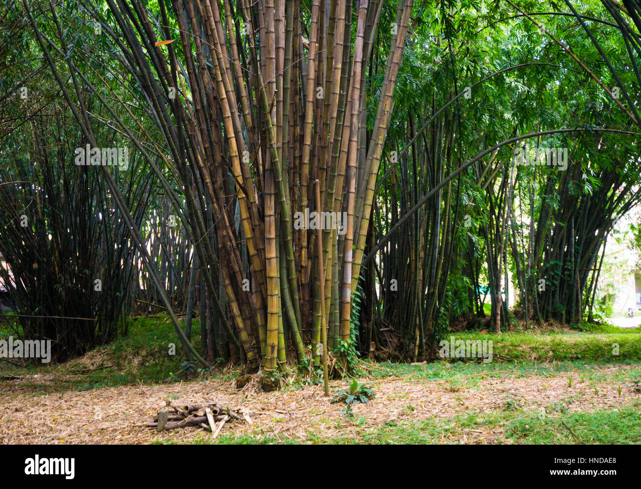 Green bamboo groove with green leaves photo taken in Kebun Raya Bogor ...