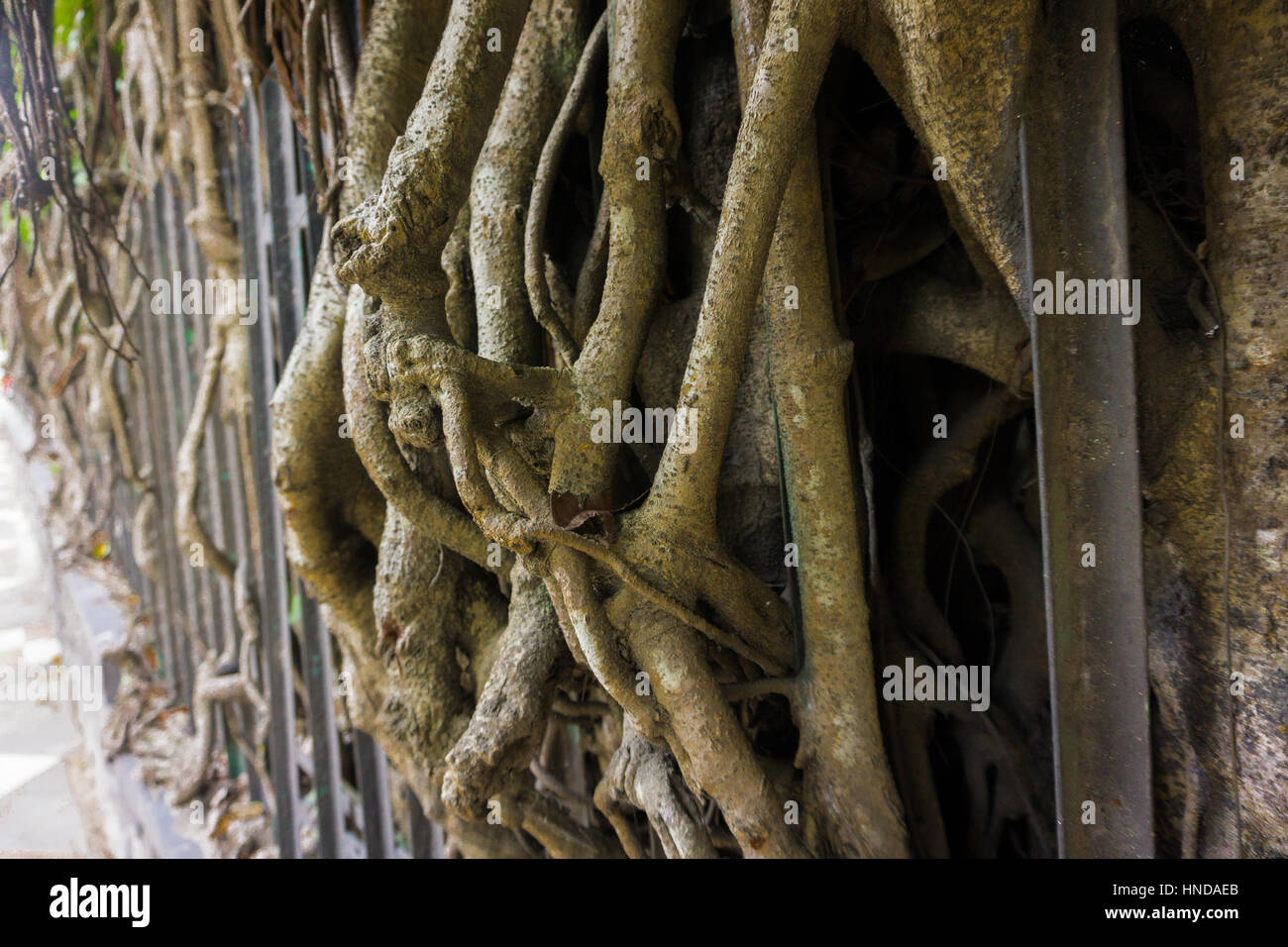 a big ancient tree with big and long dry roots at kebun raya bogor ...