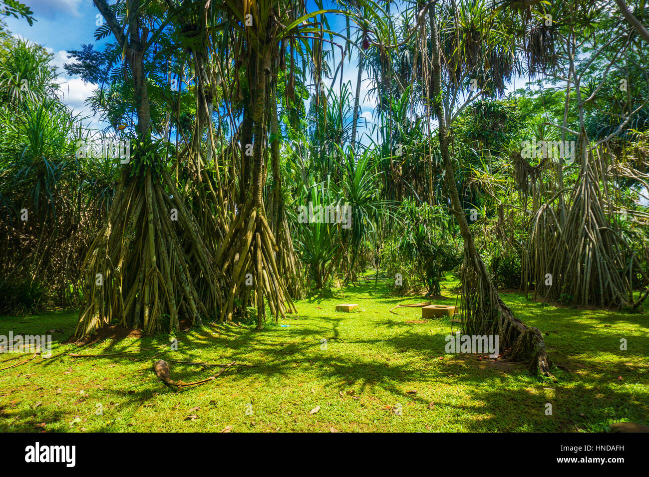 Great landscape with big tree with long roots and beautiful cloudy sky ...