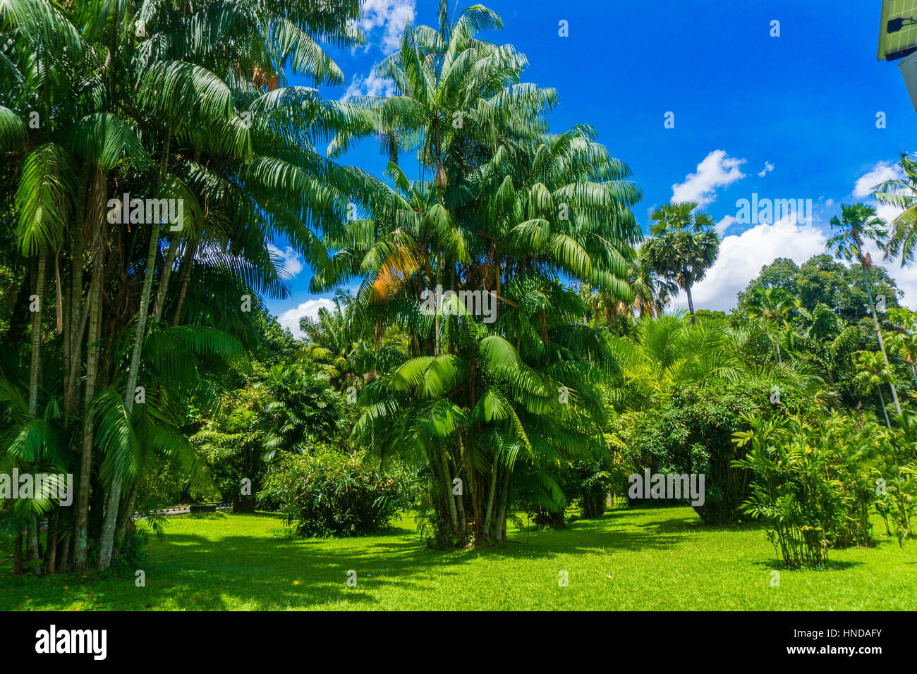 A groove of green palm tree in a landscape with green meadow photo ...