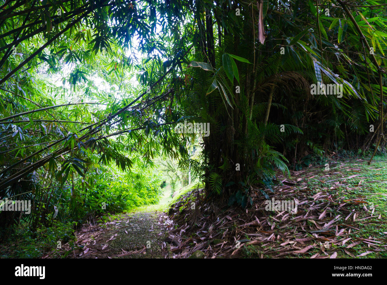 a road near Groove of young bamboo tree with leaves photo taken in ...