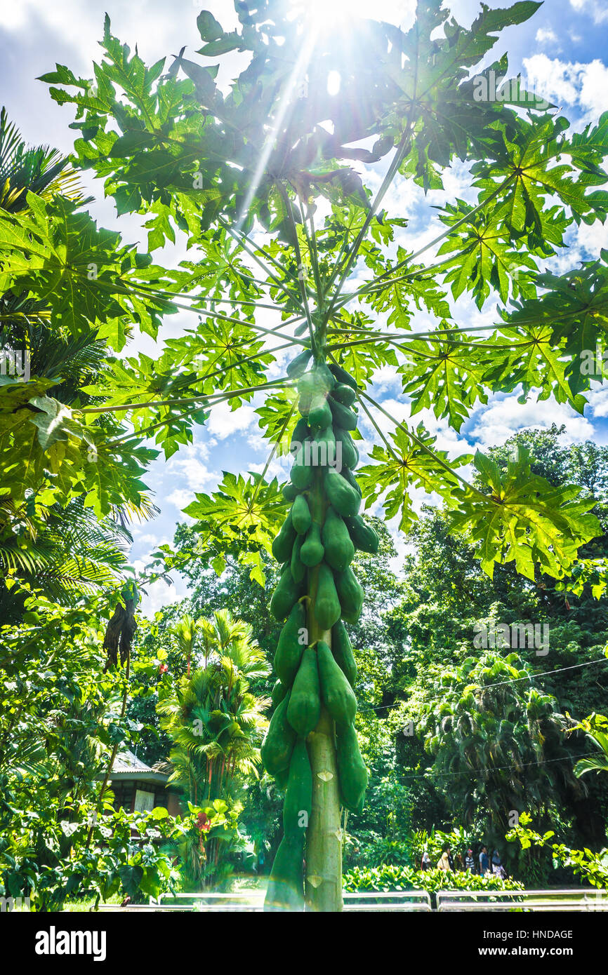 A big papaya tree already to be harvested photo taken in Kebun Raya ...