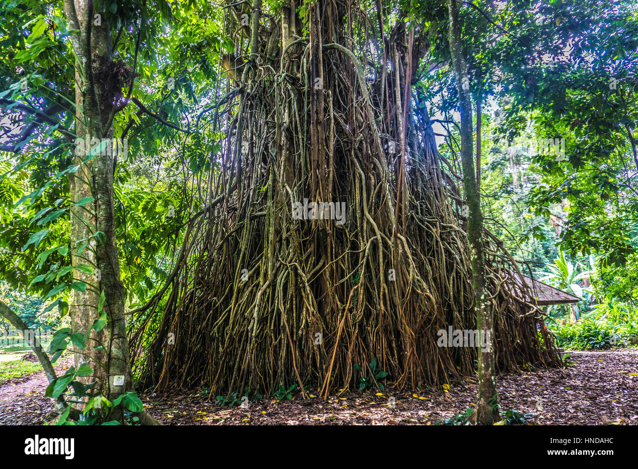 An old big tree with big and long roots standing in the middle of a ...
