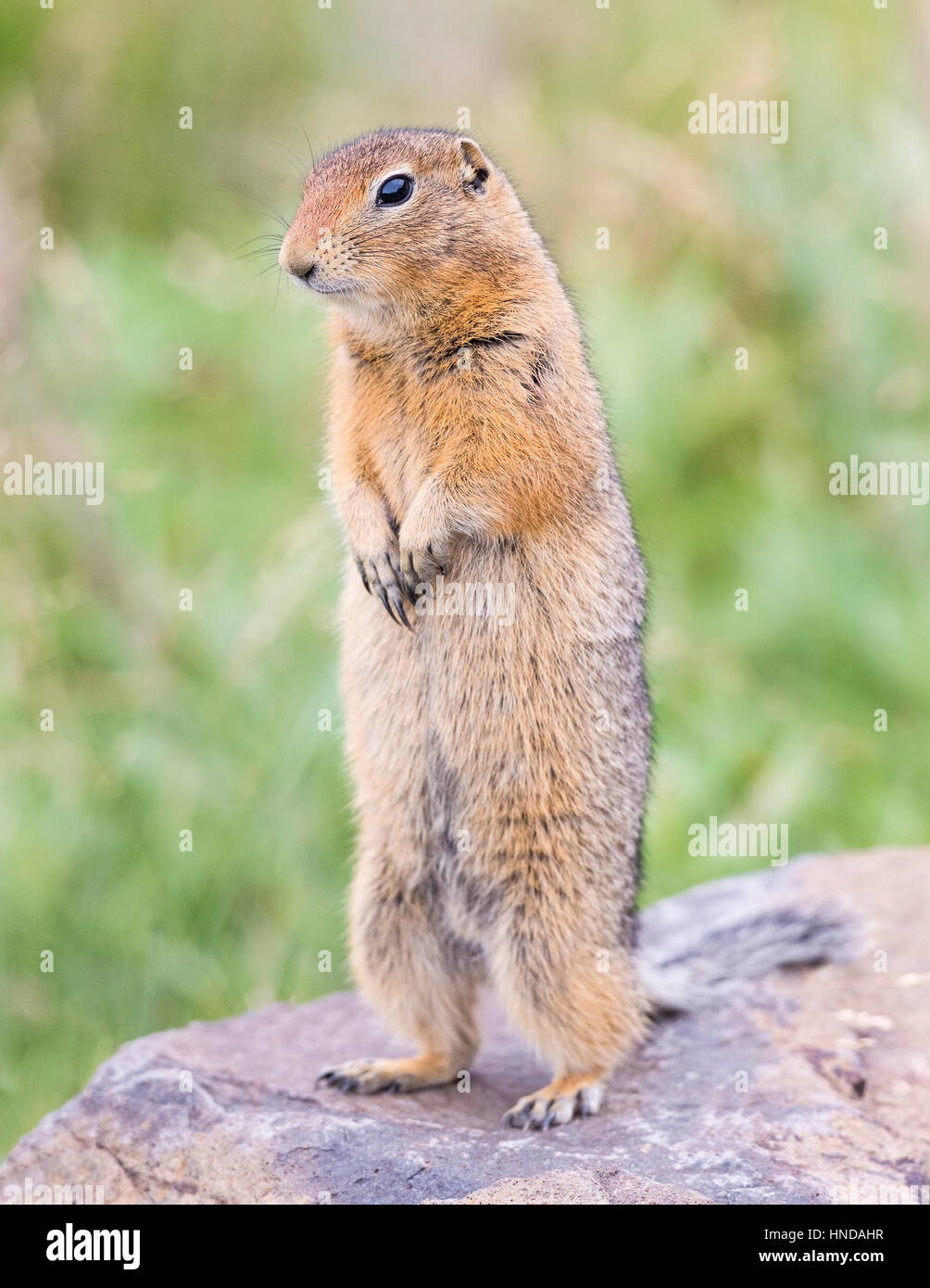 Arctic ground squirrel hi-res stock photography and images - Alamy