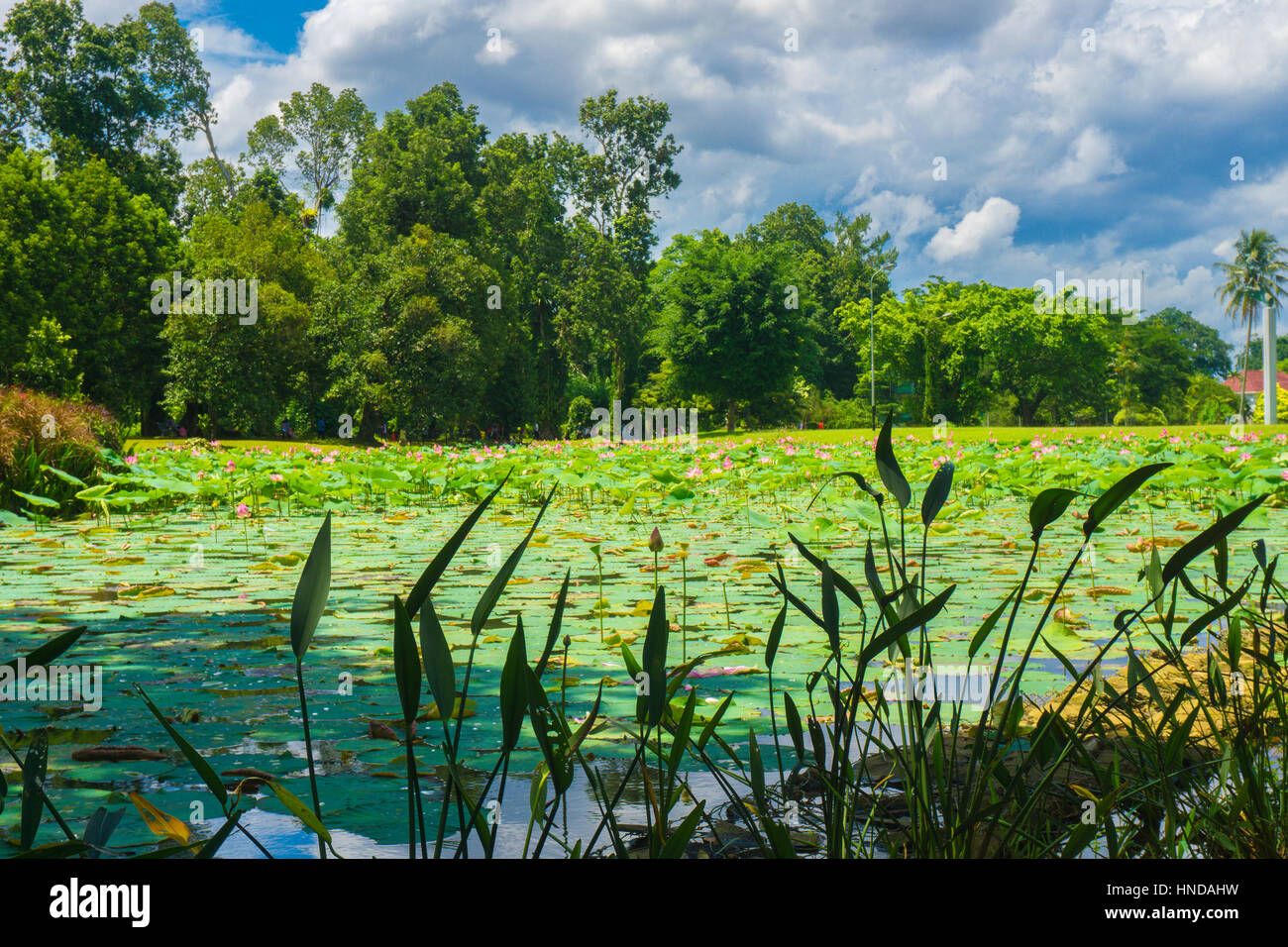 Green landscape with trees near lake and beautiful sky as background ...